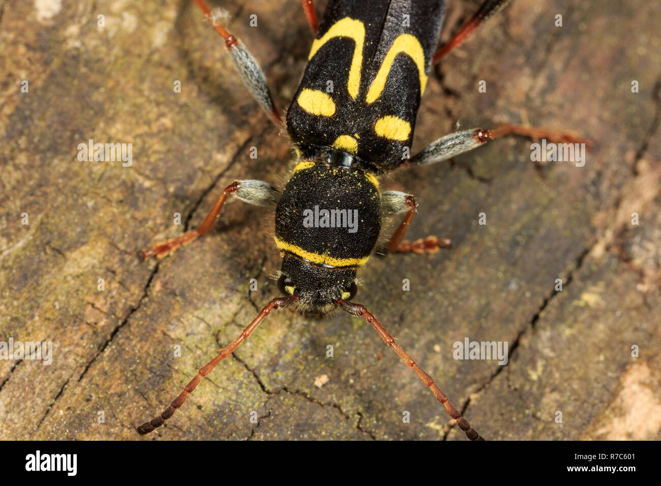 Ruricola hi-res stock photography and images - Alamy