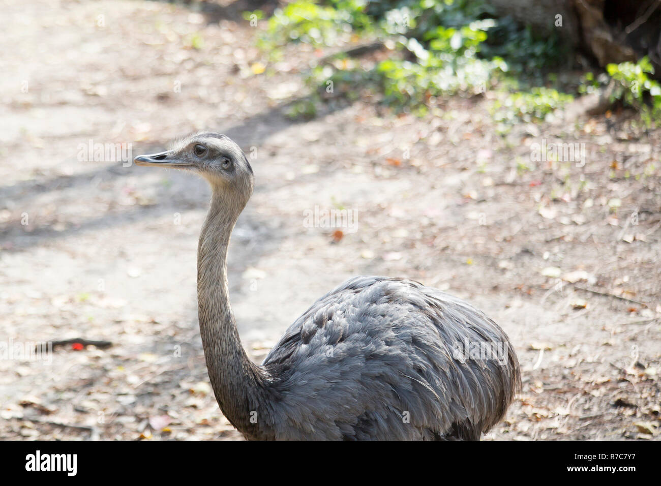 Great rhea hi-res stock photography and images - Alamy