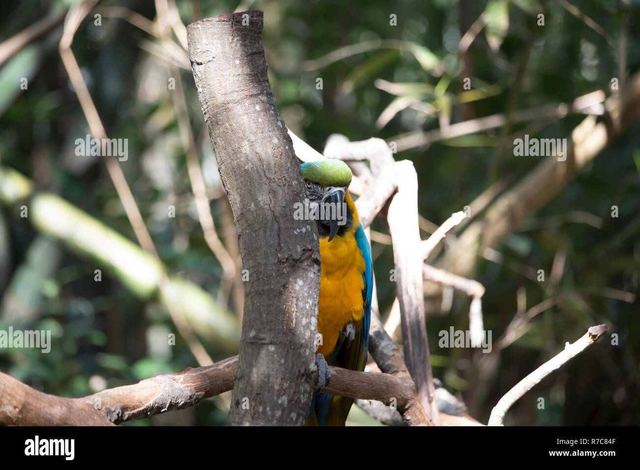 Wild animal hidding forest hi-res stock photography and images - Alamy