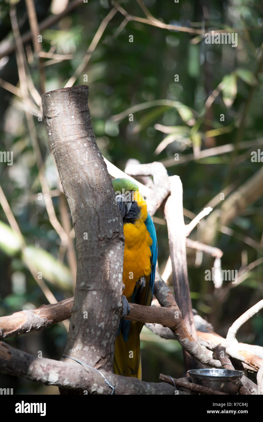 Animal hidding forest hi-res stock photography and images - Alamy