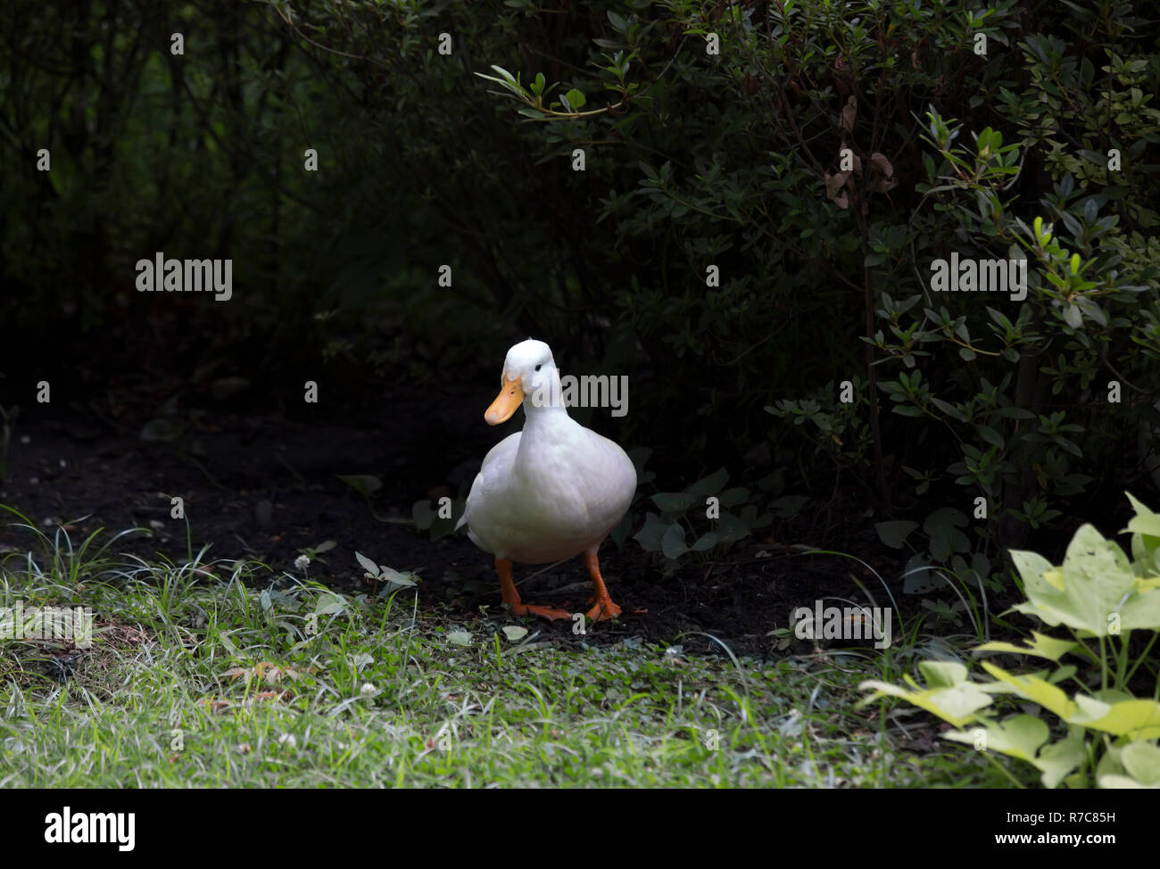 American pekin duck hi-res stock photography and images - Alamy