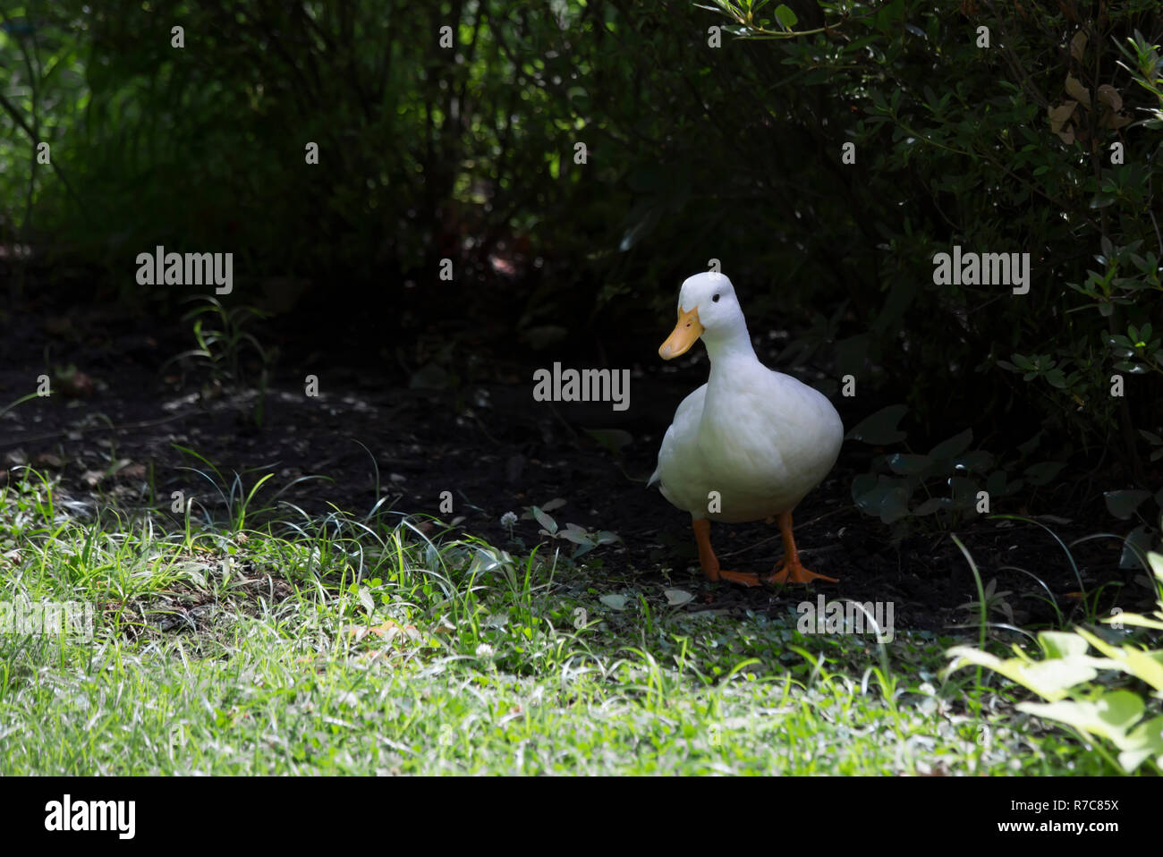 American Pekin Duck Stock Photo - Alamy