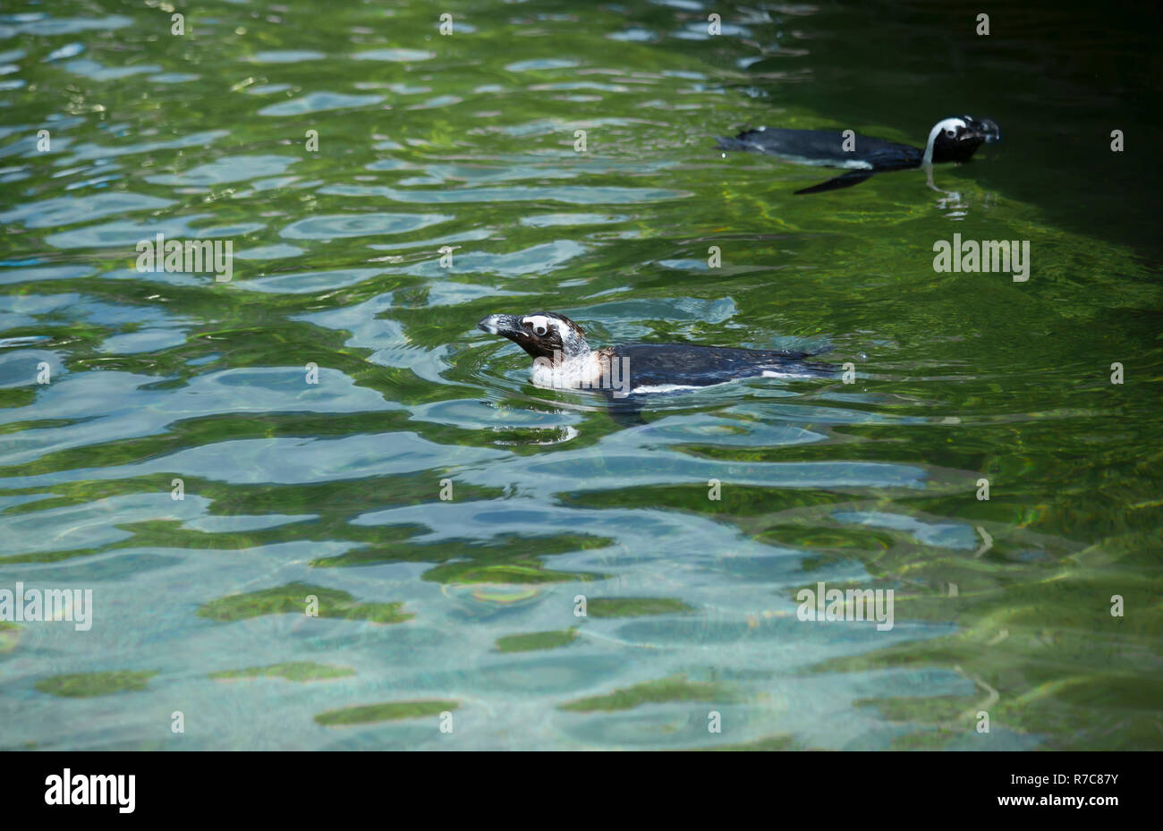 African penguins waddle hi-res stock photography and images - Alamy