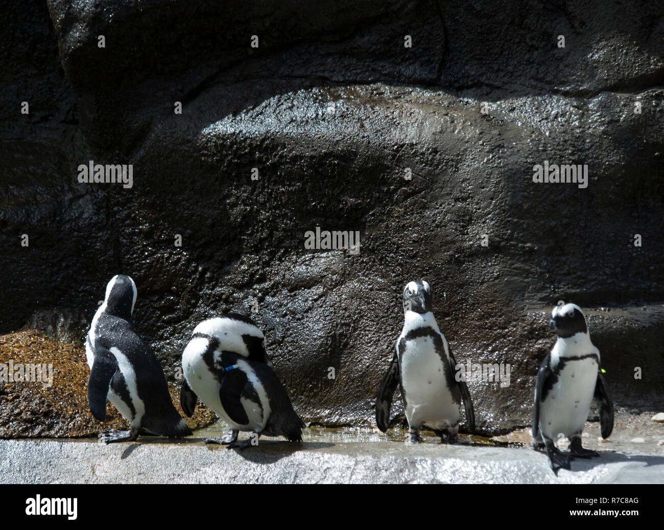 African penguin group closeup hi-res stock photography and images - Alamy