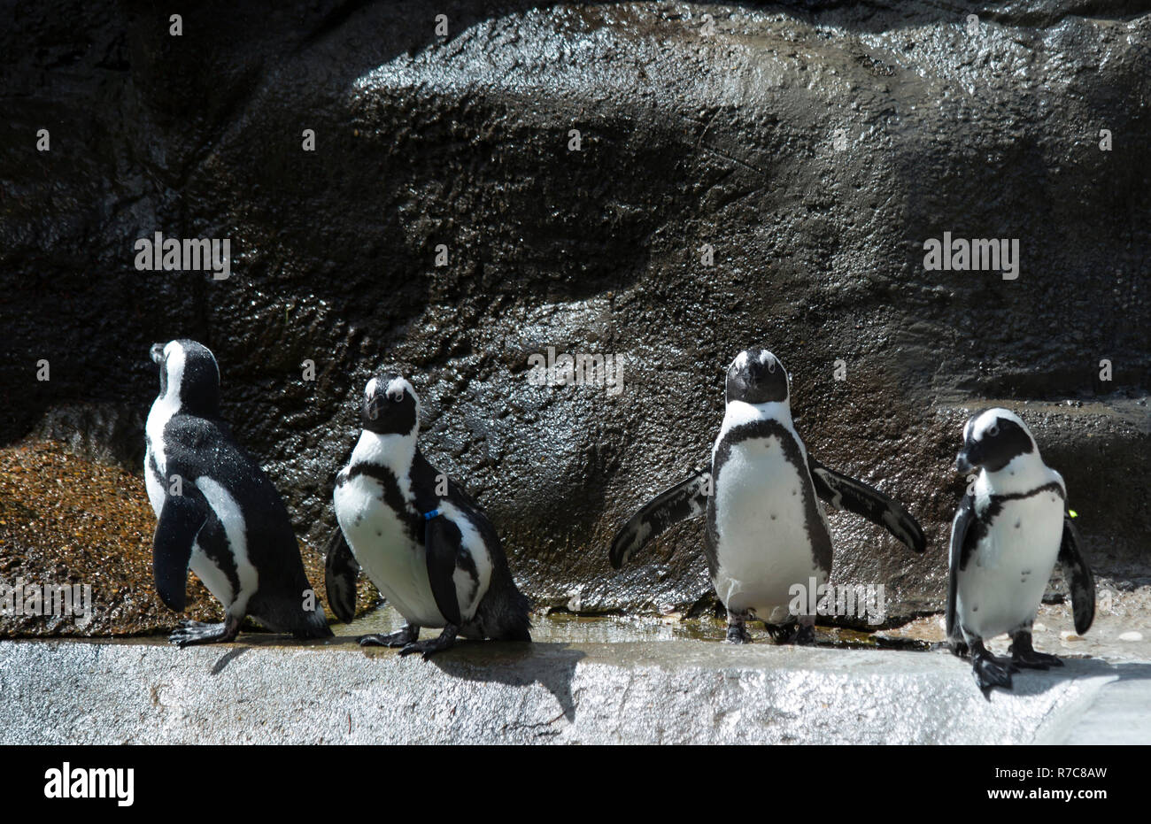 African penguin group closeup hi-res stock photography and images - Alamy