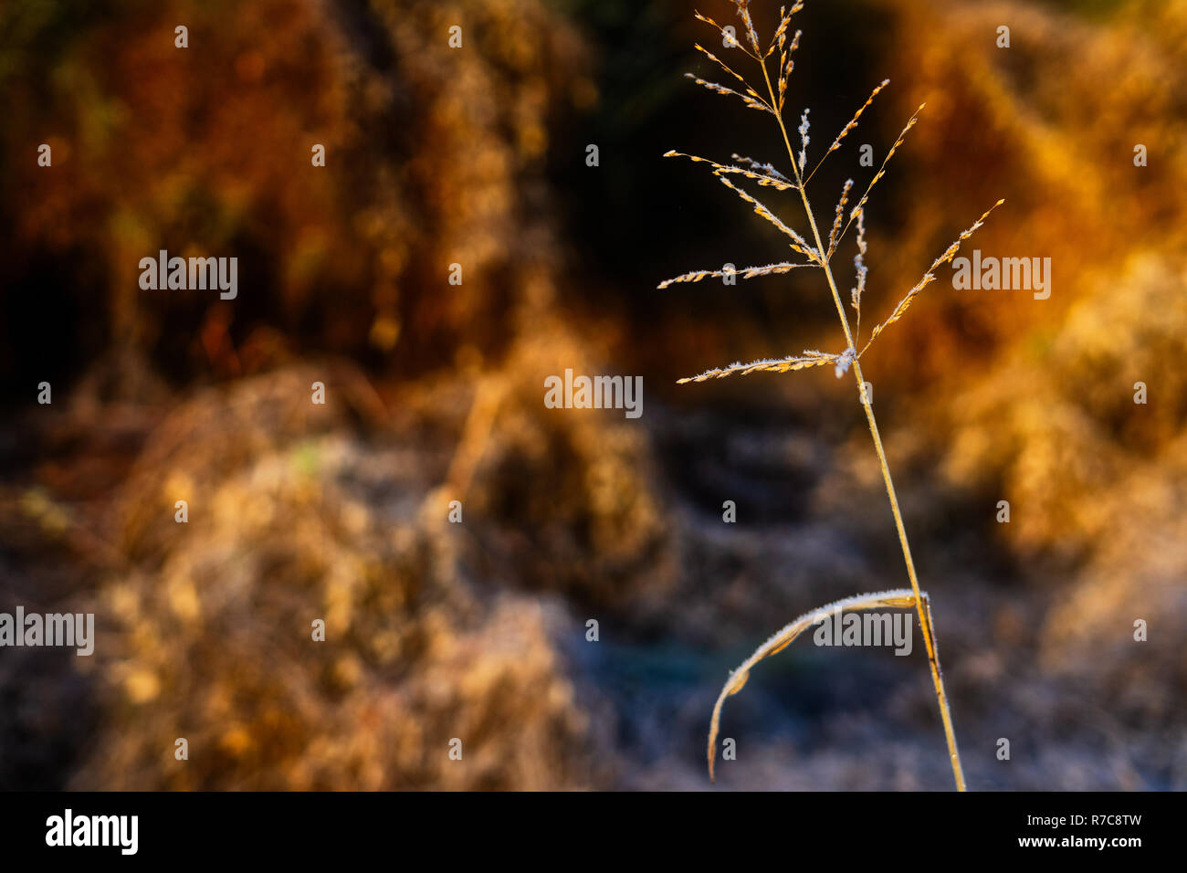 It was a cold but beautiful morning in rural Alabama with the sun and ...