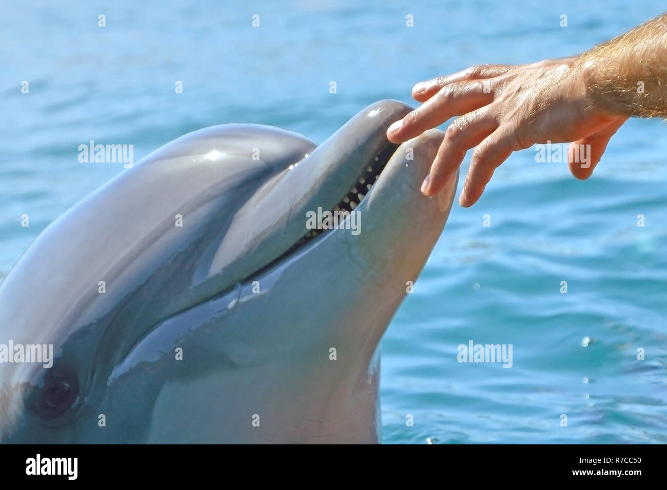 human hand and head of a smiling dolphin . reservation dolphin in ...