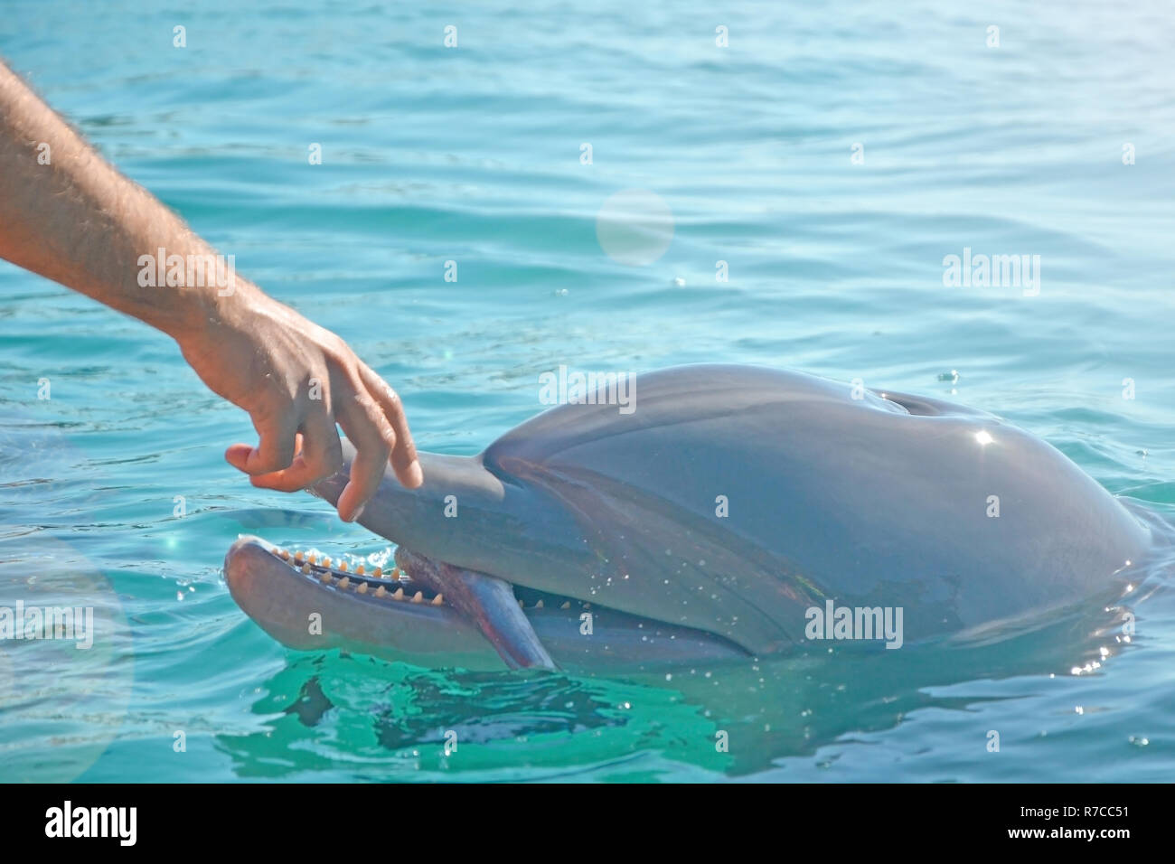 Dolphin eating fish hi-res stock photography and images - Alamy