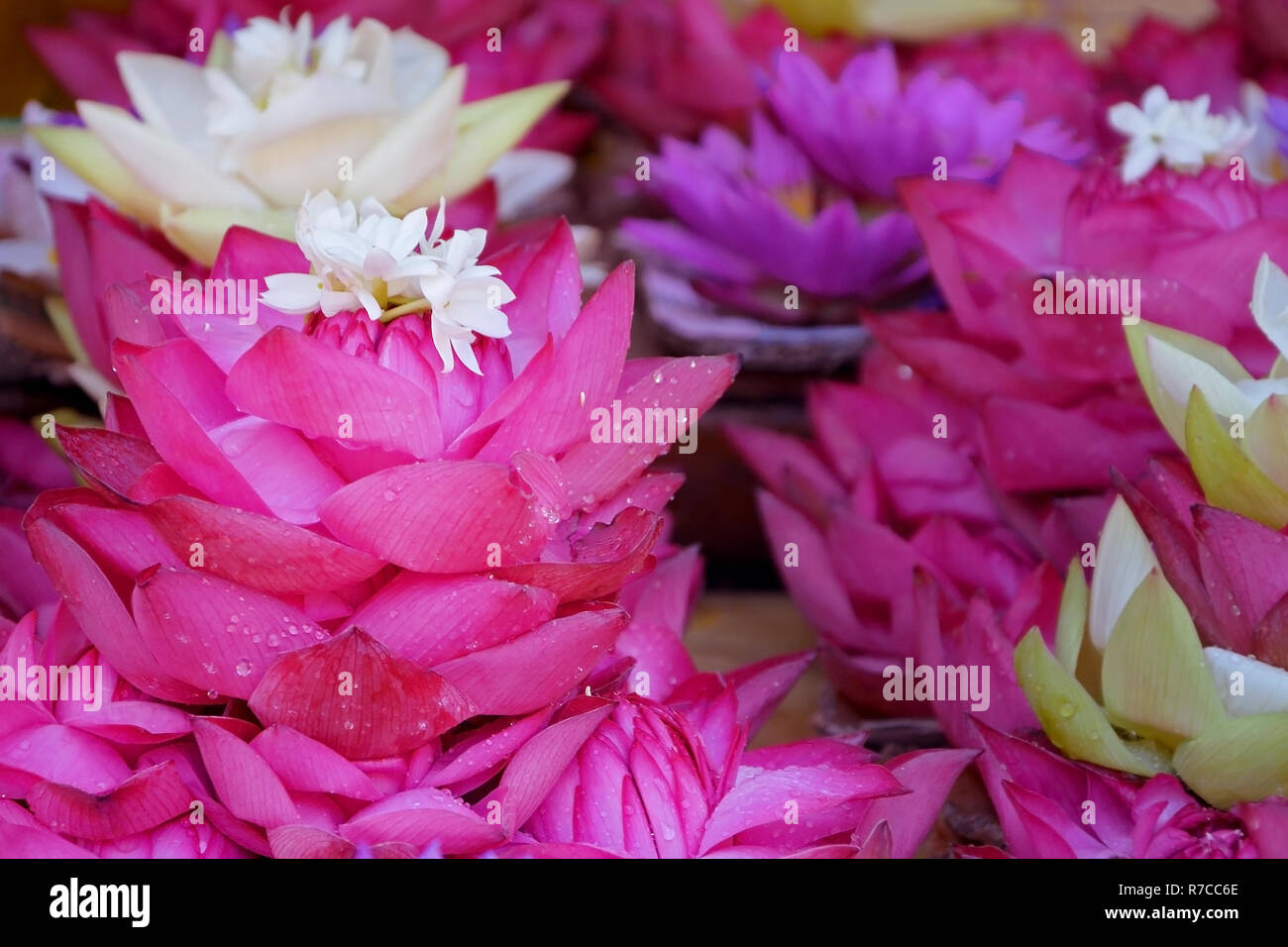 Roses ekibana hi-res stock photography and images - Alamy