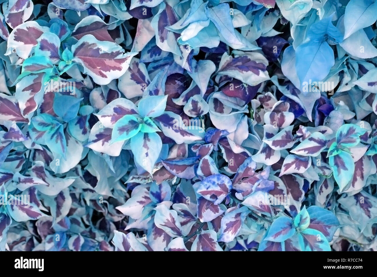 Texture of unreal blue purple leaves. magic background Stock Photo - Alamy