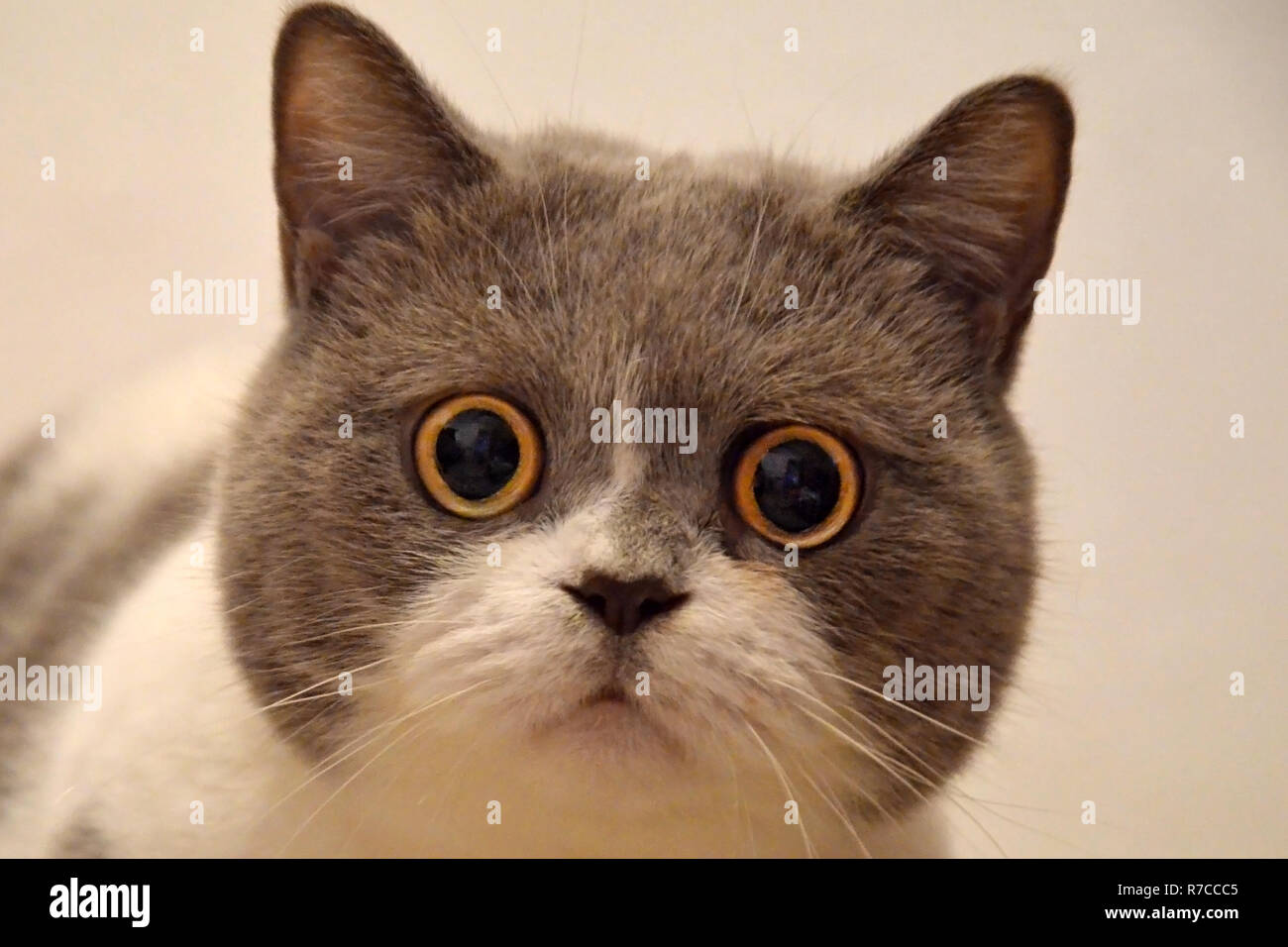 Muzzle of a British cat with big eyes. frightened animal Stock Photo ...