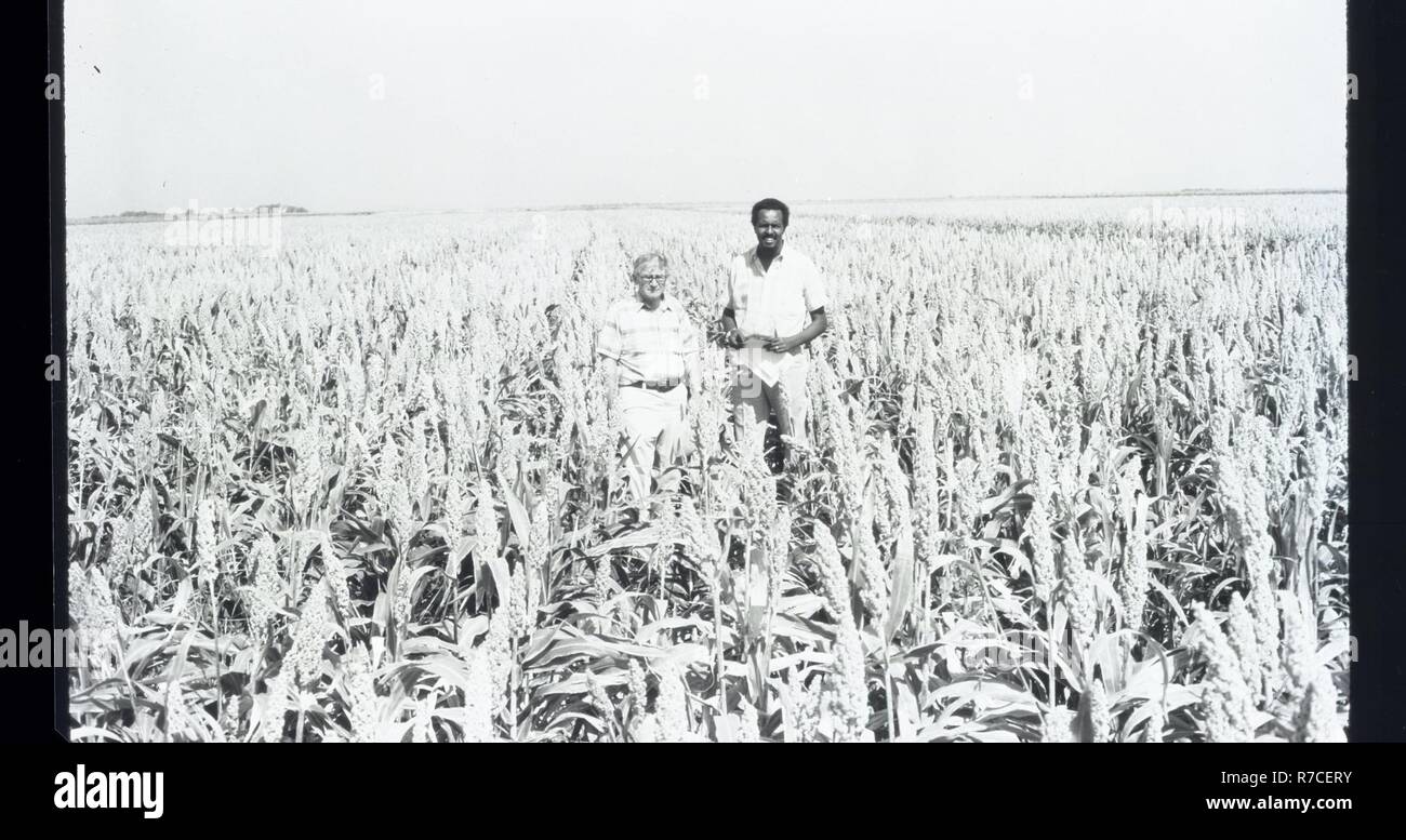 man in field of plants Stock Photo - Alamy