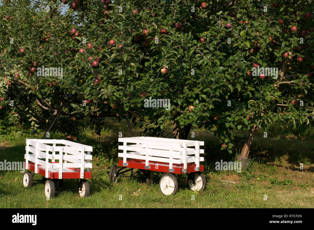 Beautiful Apple Tree in Orchard with a Two Red Wagons for Kids Stock ...