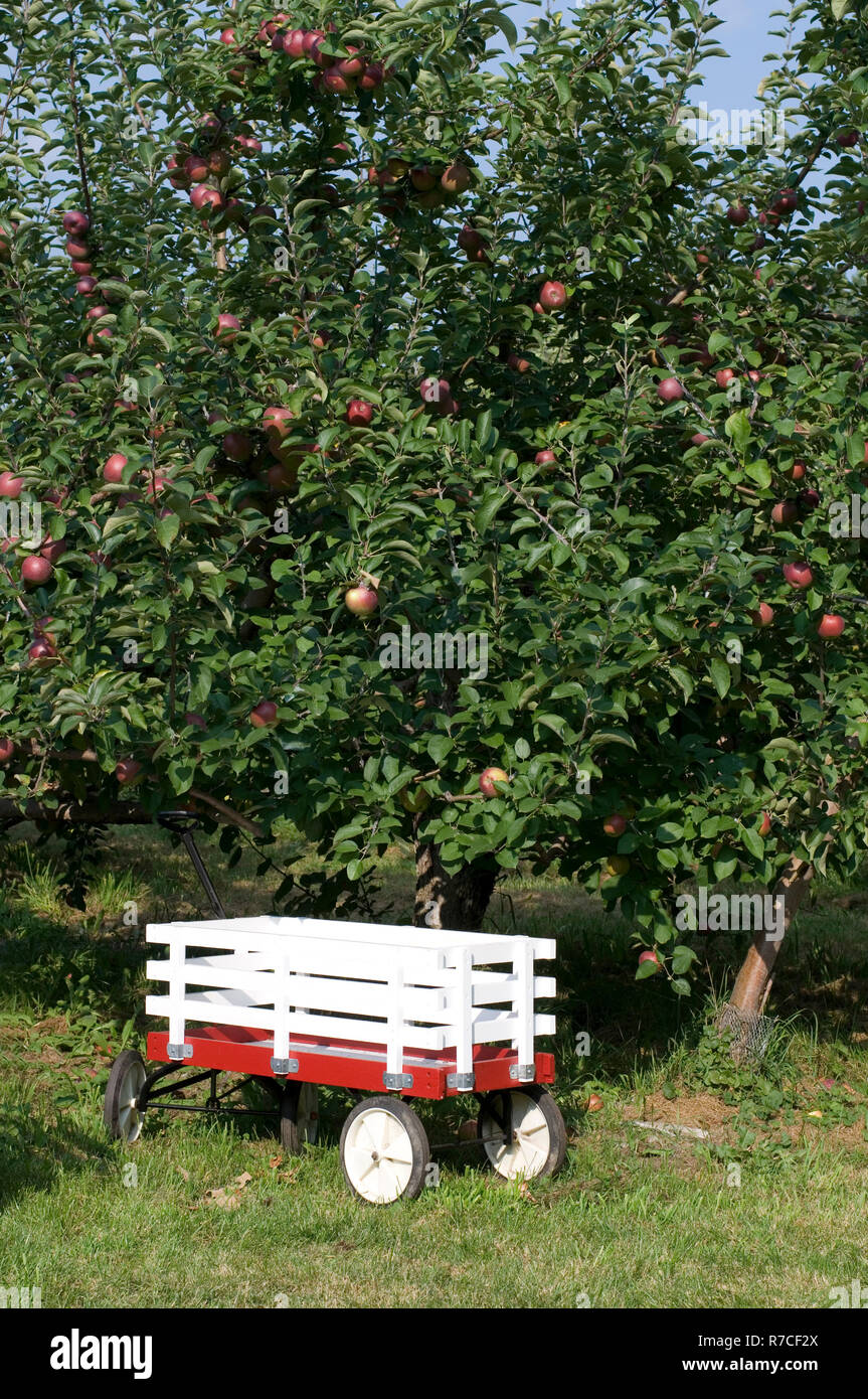 Beautiful Apple Tree in Orchard with a Red Wagon for Kids Stock Photo ...