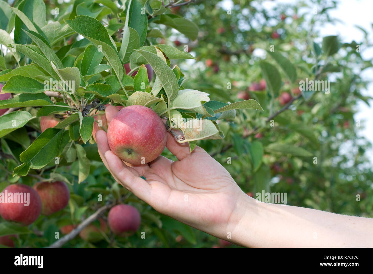 Children picking apple tree hi-res stock photography and images - Alamy