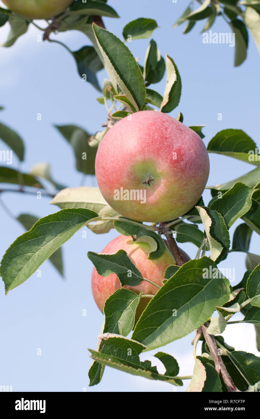 Mcintosh red apple hi-res stock photography and images - Alamy