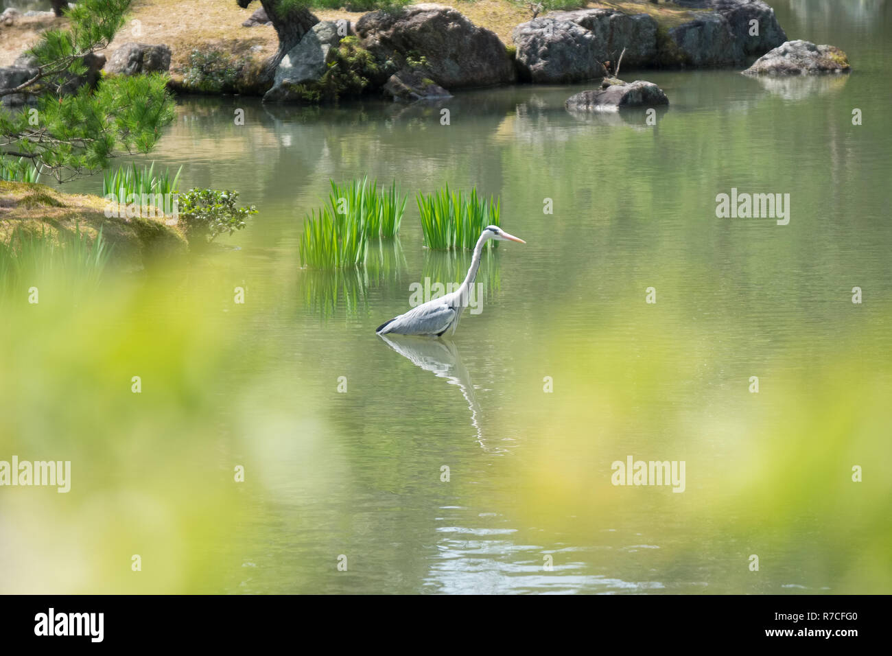 Crane pond garden japanese hi-res stock photography and images - Alamy