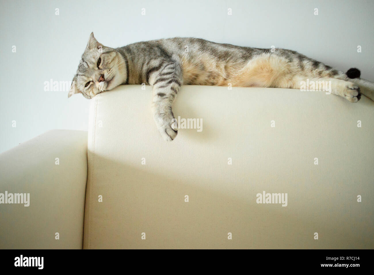 cute cat sleeping on the couch Stock Photo - Alamy