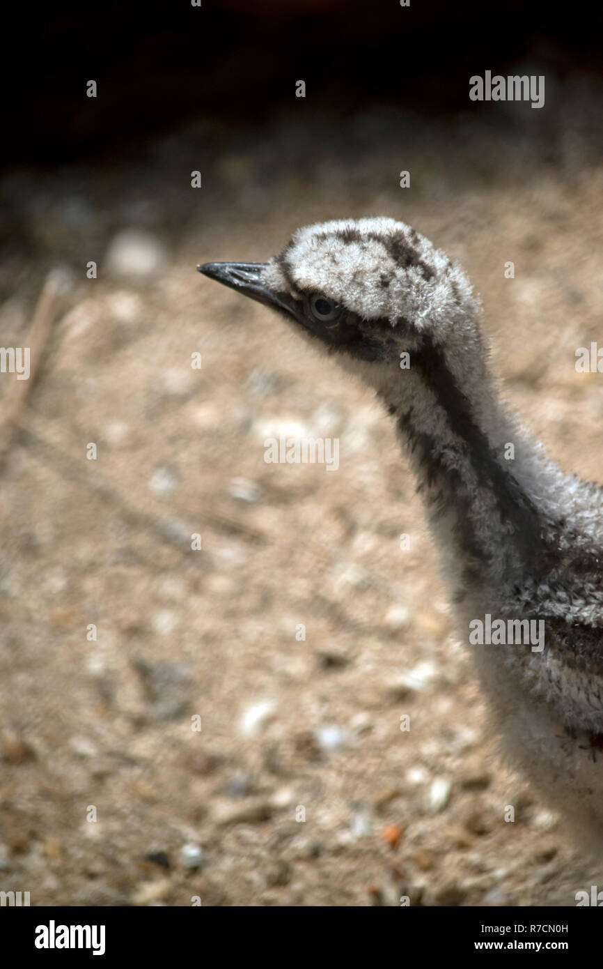 this is a close up of a curlew chick Stock Photo - Alamy