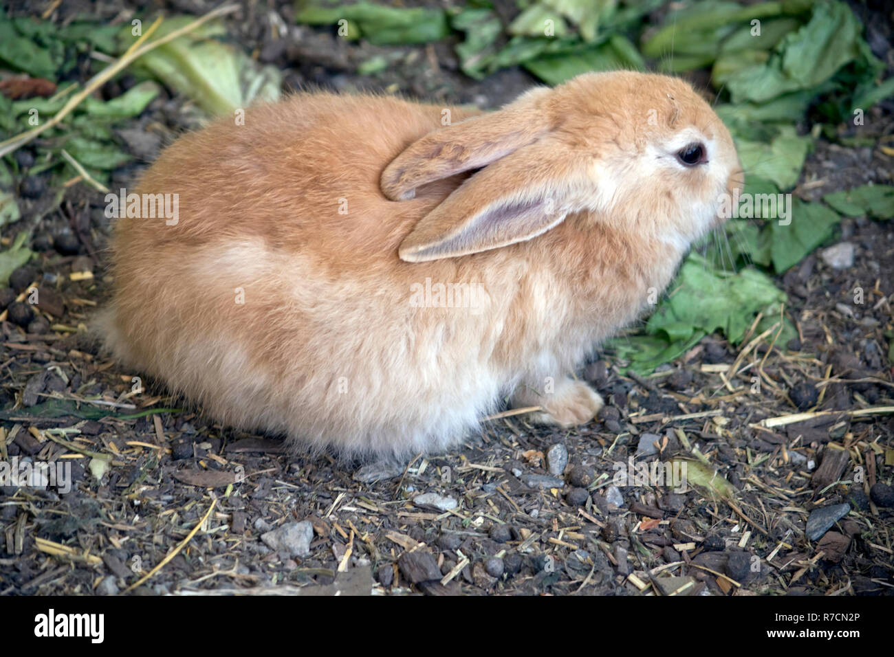 this is a side view of a young bunny Stock Photo - Alamy