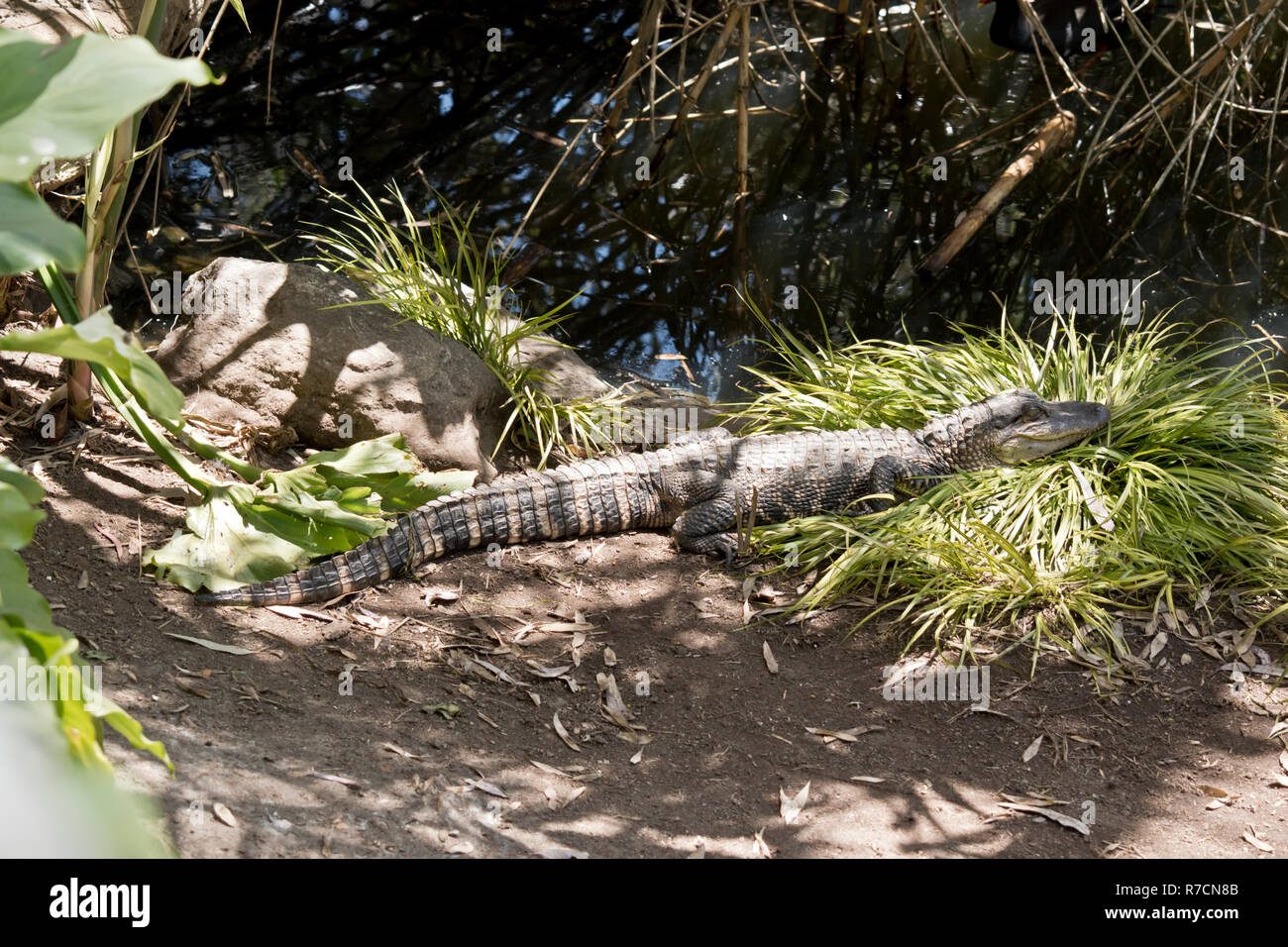 this is a side view of an alligator Stock Photo - Alamy