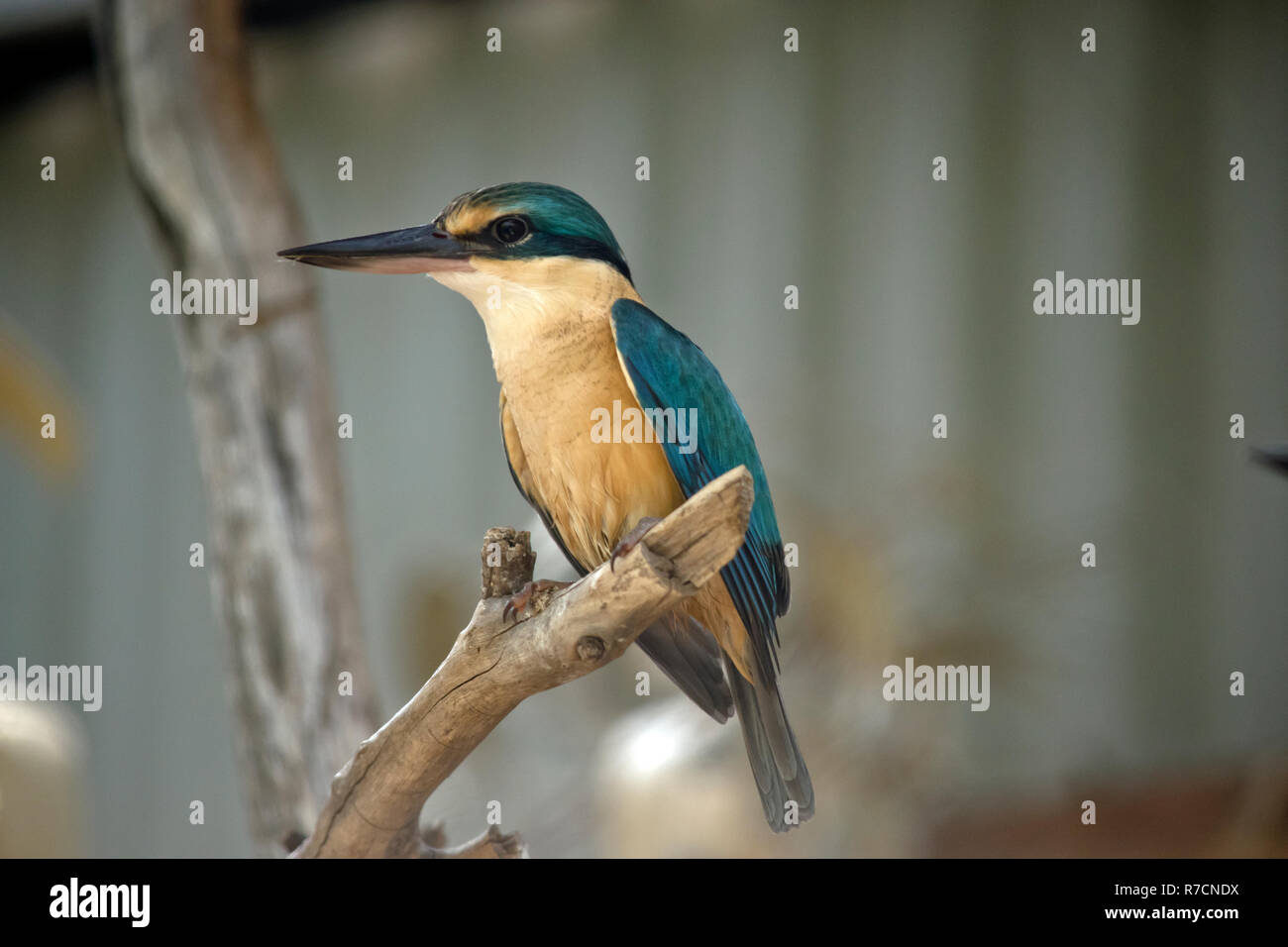 Forest kingfisher hi-res stock photography and images - Alamy