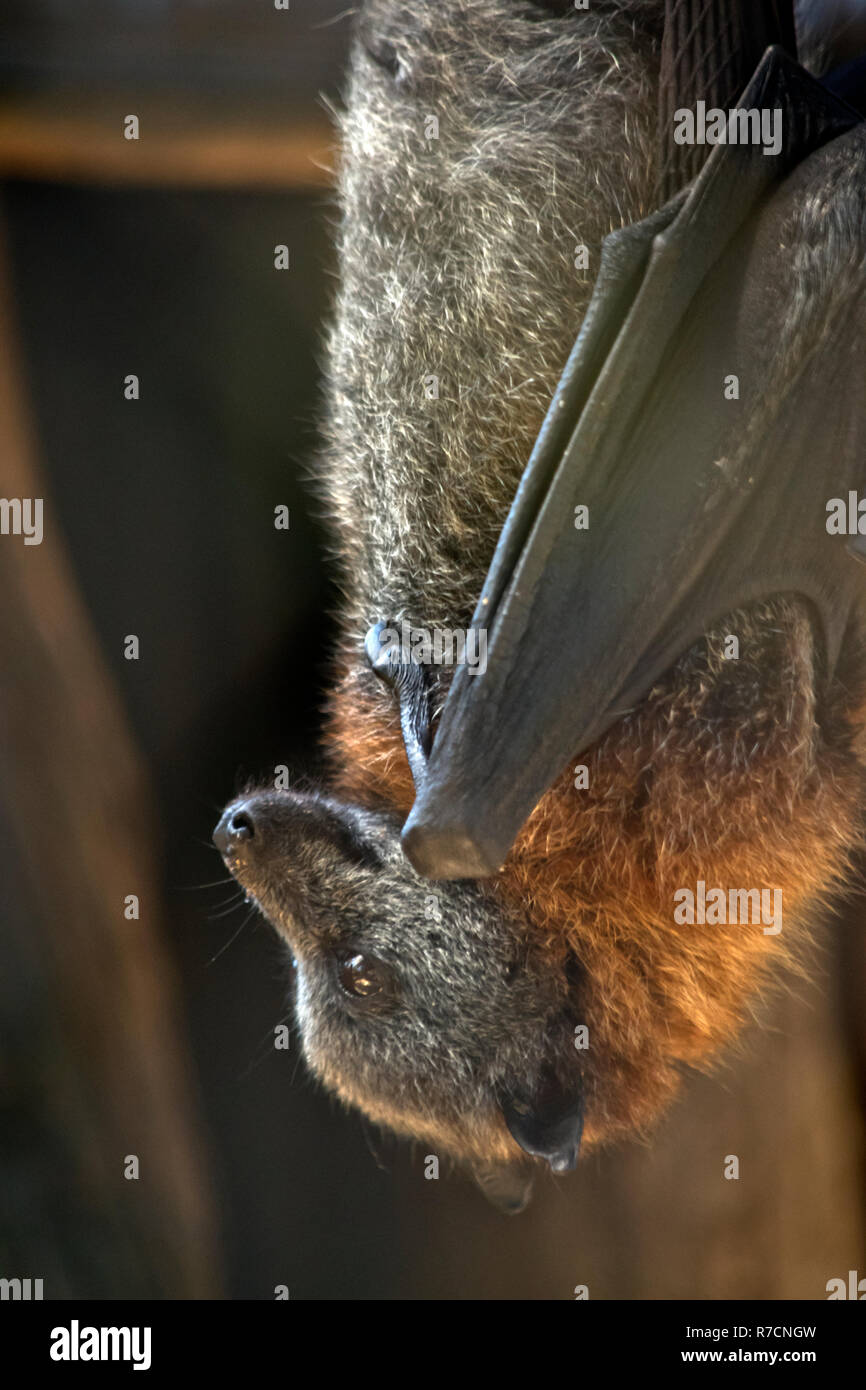 the fruit bat is hanging fron the ceiling Stock Photo - Alamy