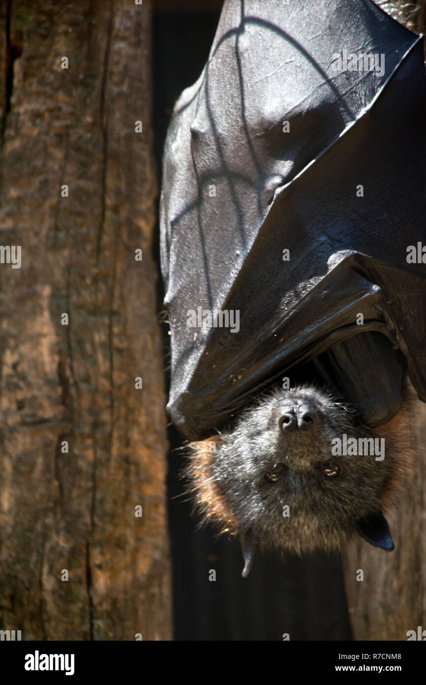 Radar ears hi-res stock photography and images - Alamy