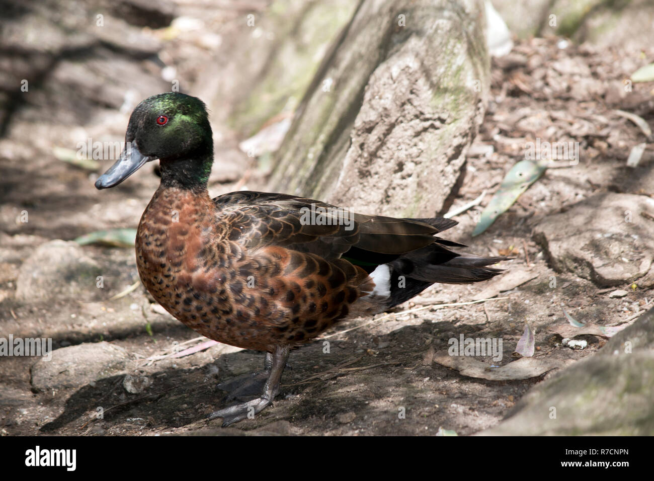 this is a side view of a chestnut teal; duck Stock Photo - Alamy