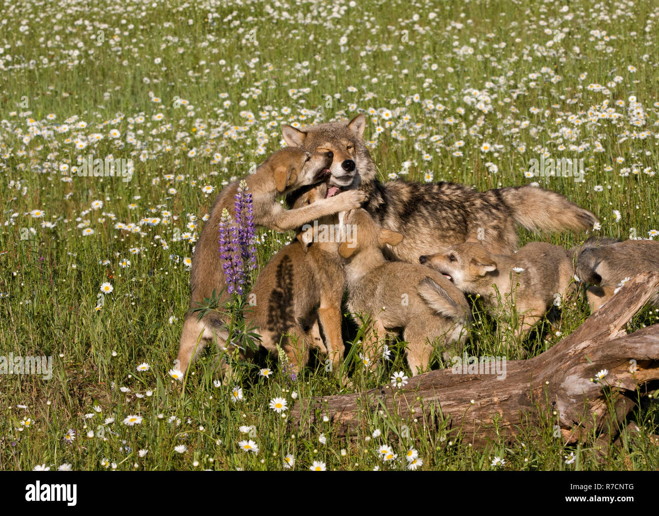 Wolf pups playing hi-res stock photography and images - Alamy