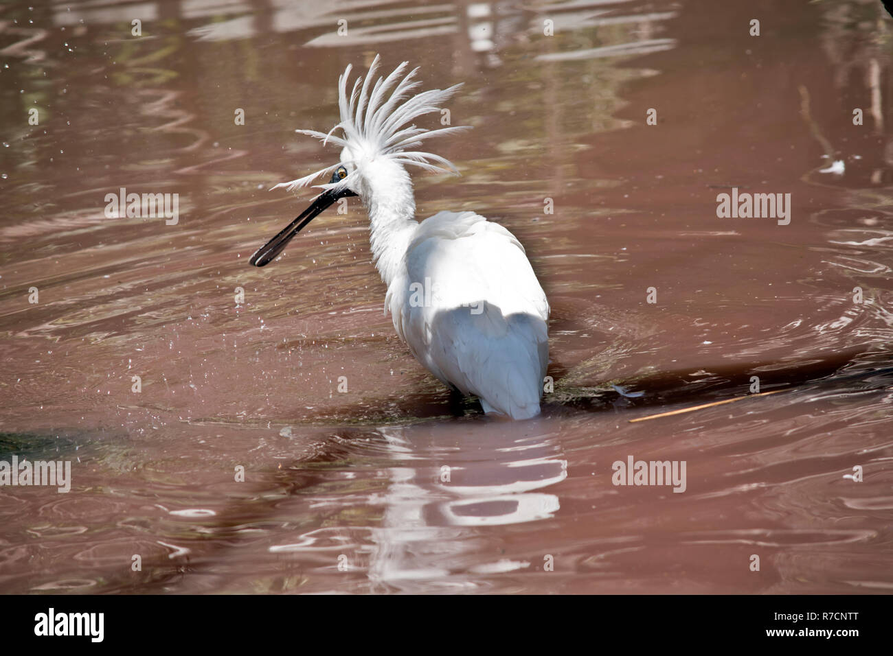 the royal spoonbill is showing off his feathers in a mating display ...