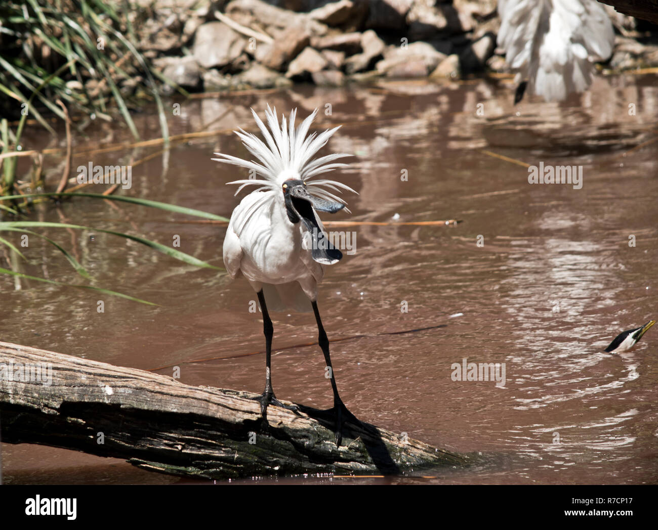 the royal spoonbill is showing off his feathers in a mating display ...