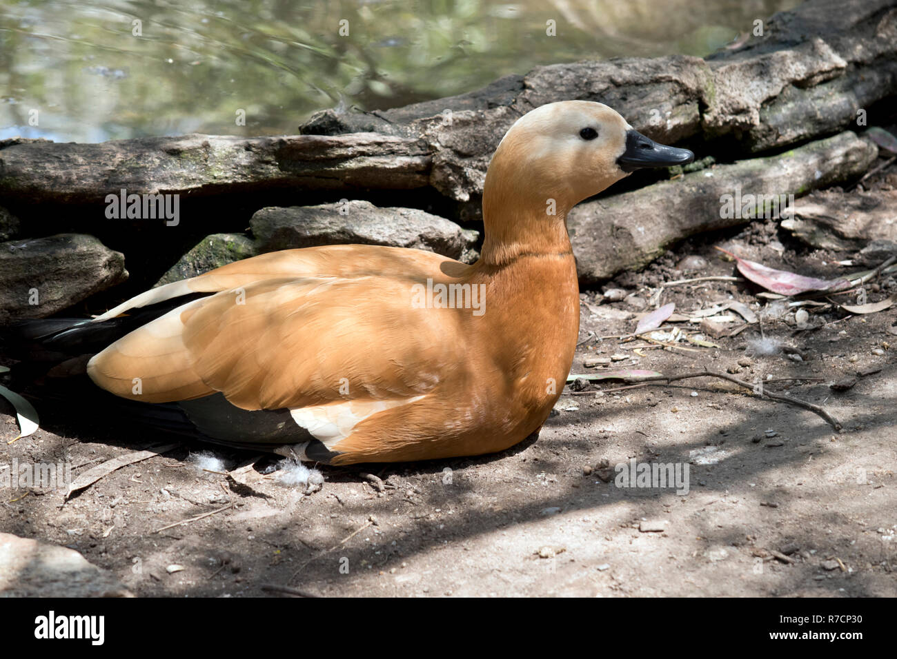 Egyptian duck hi-res stock photography and images - Alamy
