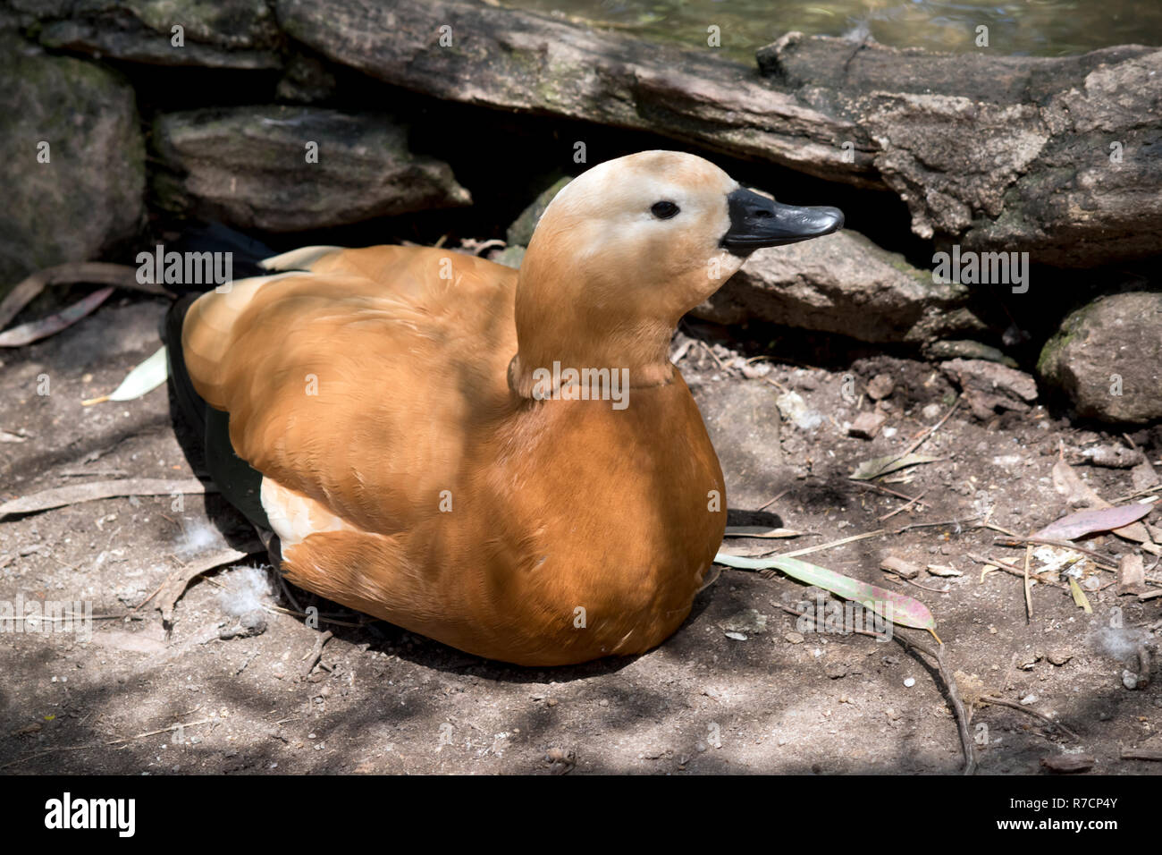 Egyptian duck hi-res stock photography and images - Alamy