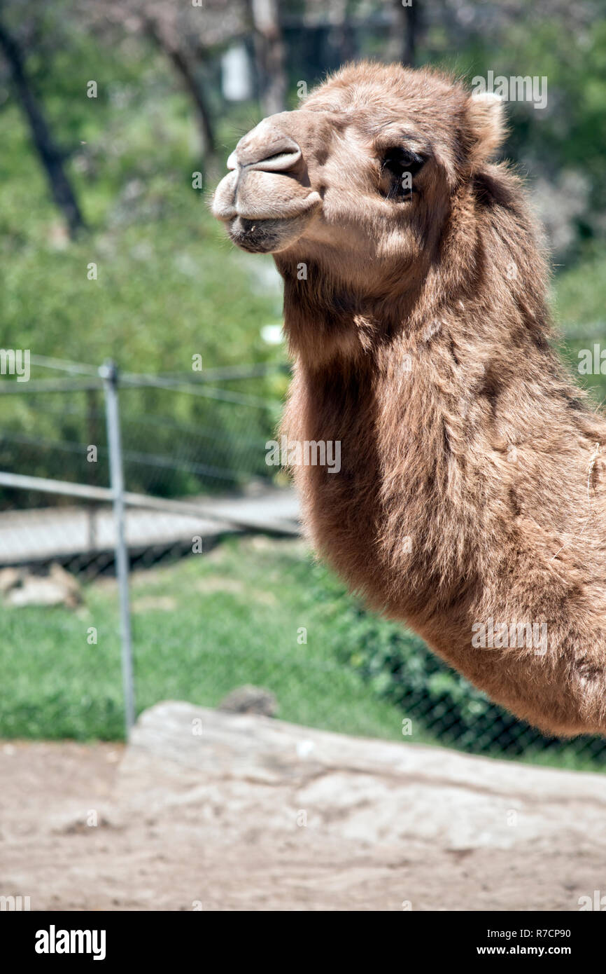 How the camel got its hump hi-res stock photography and images - Alamy