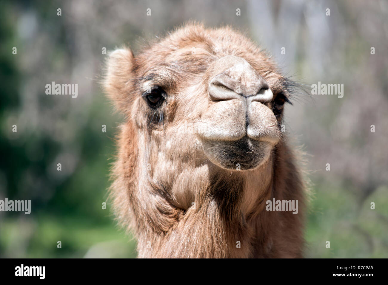 How the camel got its hump hi-res stock photography and images - Alamy