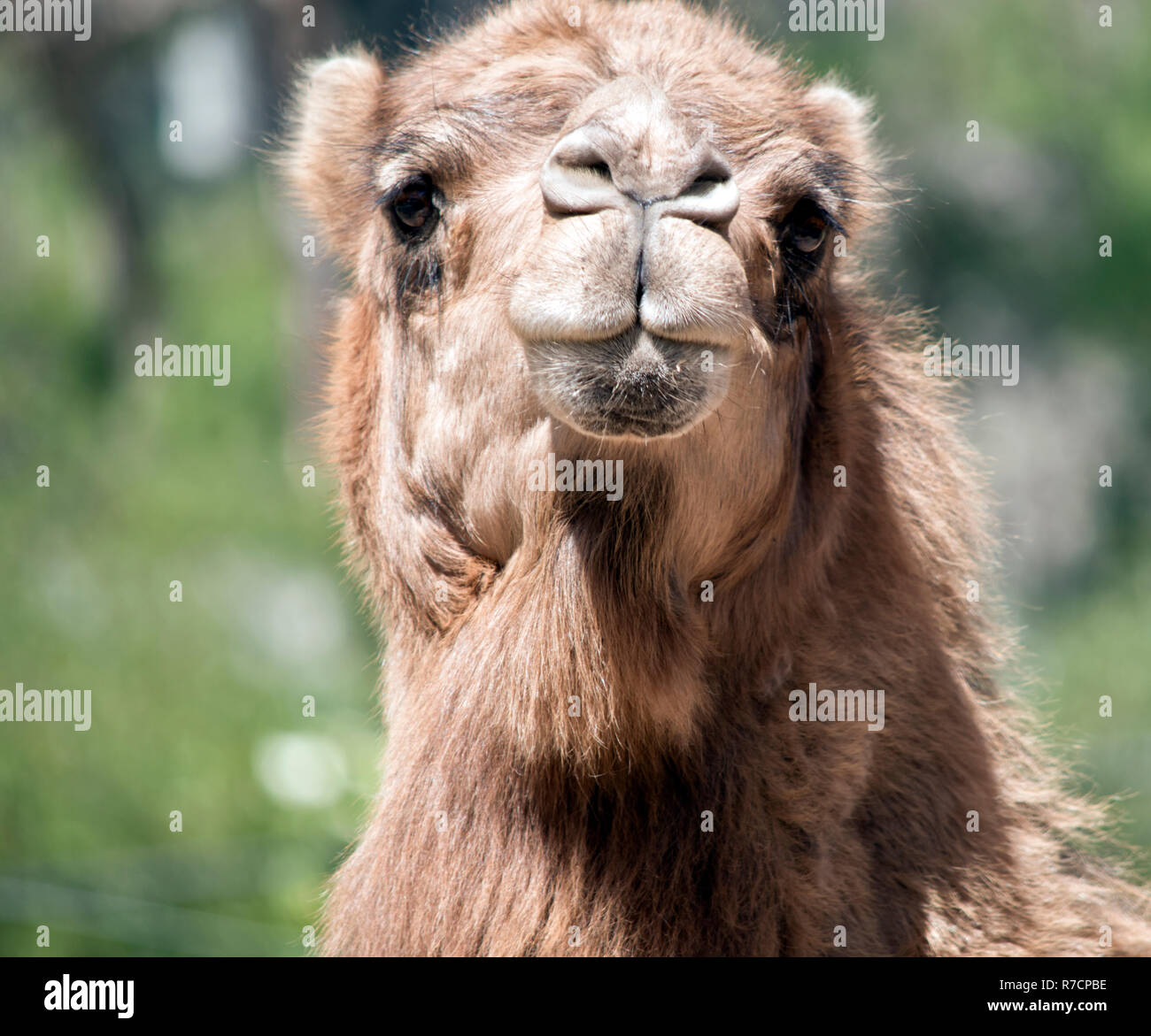 One hump camel hi-res stock photography and images - Alamy