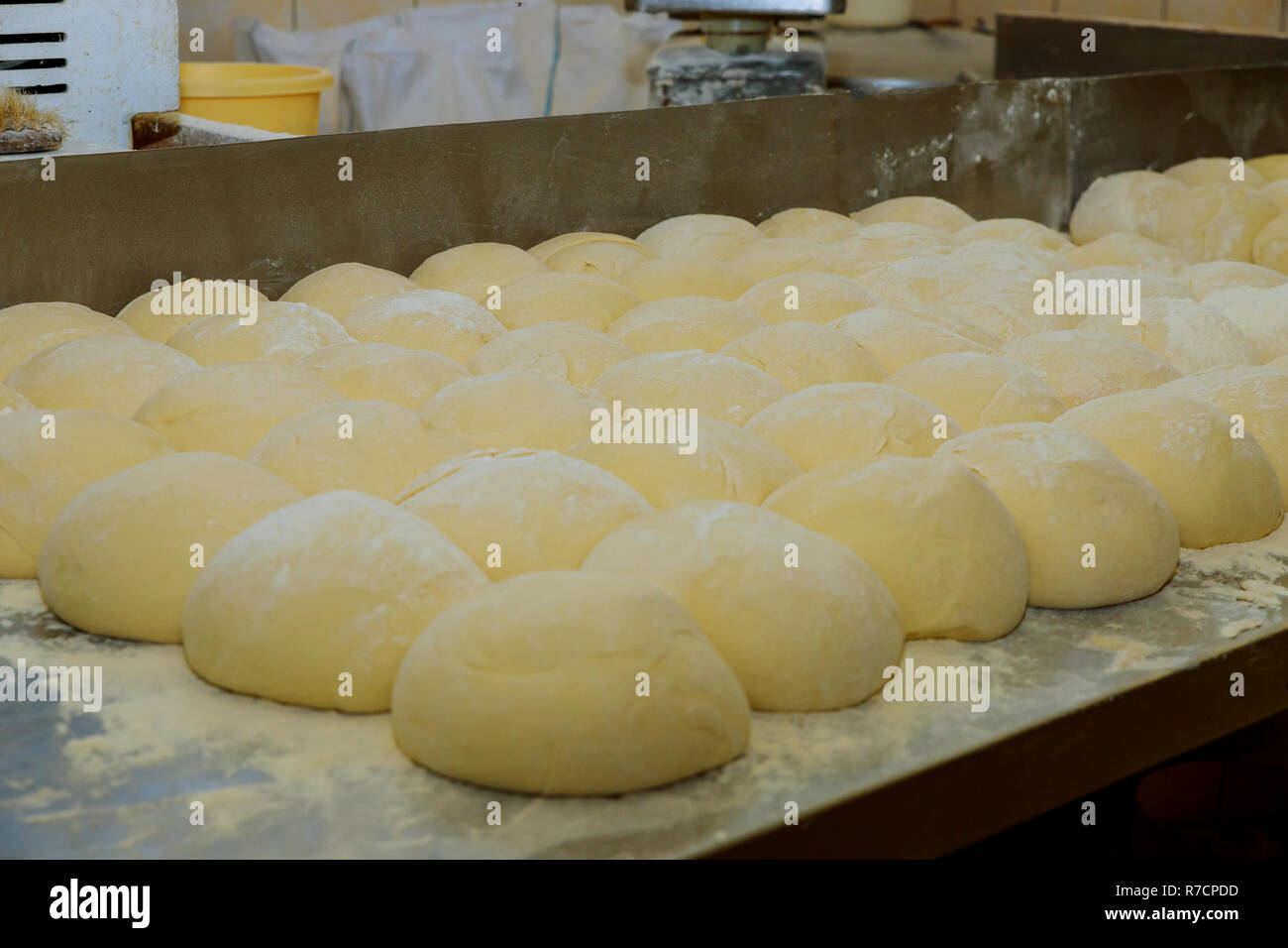 Bread dough in balls on metal trays rising waiting to be cooked Stock ...
