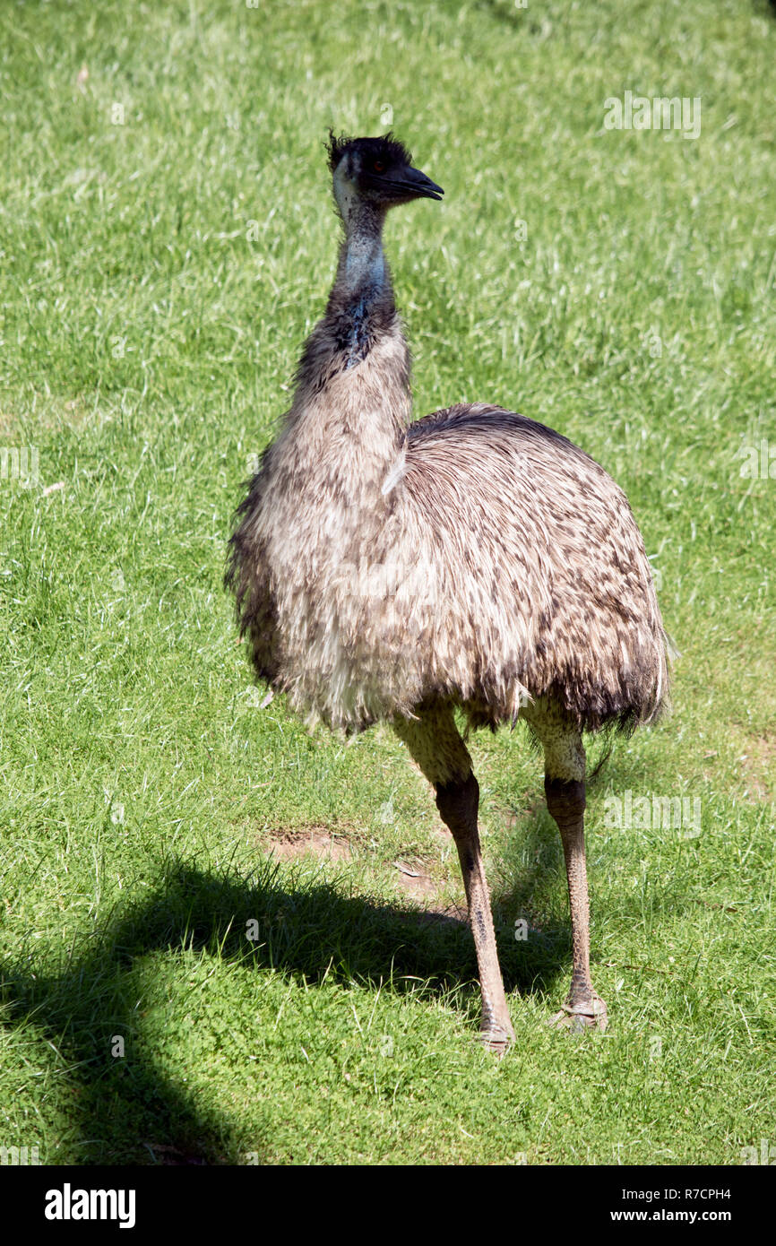 Australian emu hi-res stock photography and images - Alamy