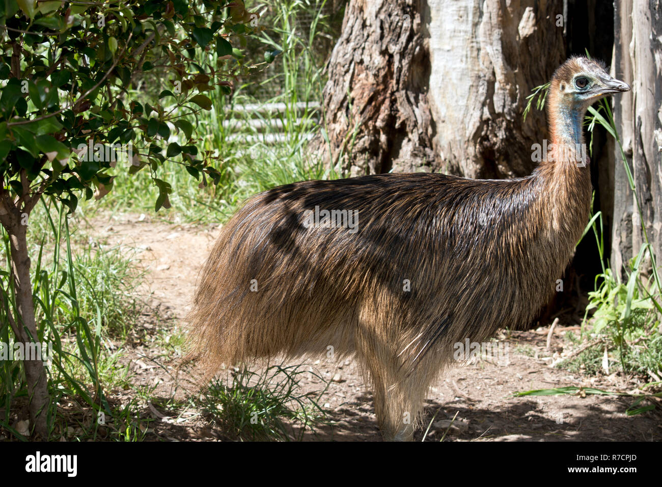 Cassowary chick hi-res stock photography and images - Alamy