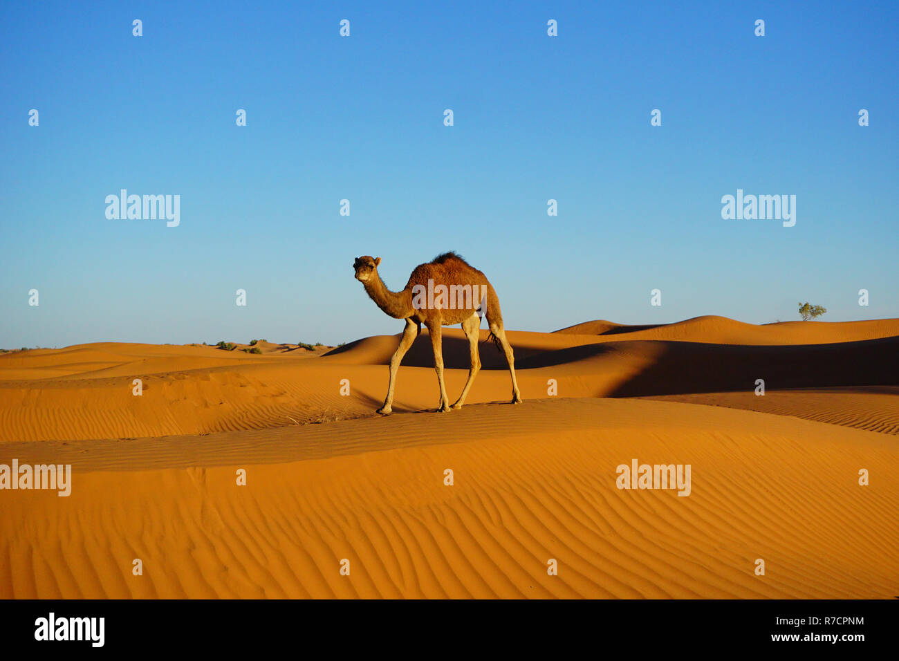 Sahara wildlife hi-res stock photography and images - Alamy