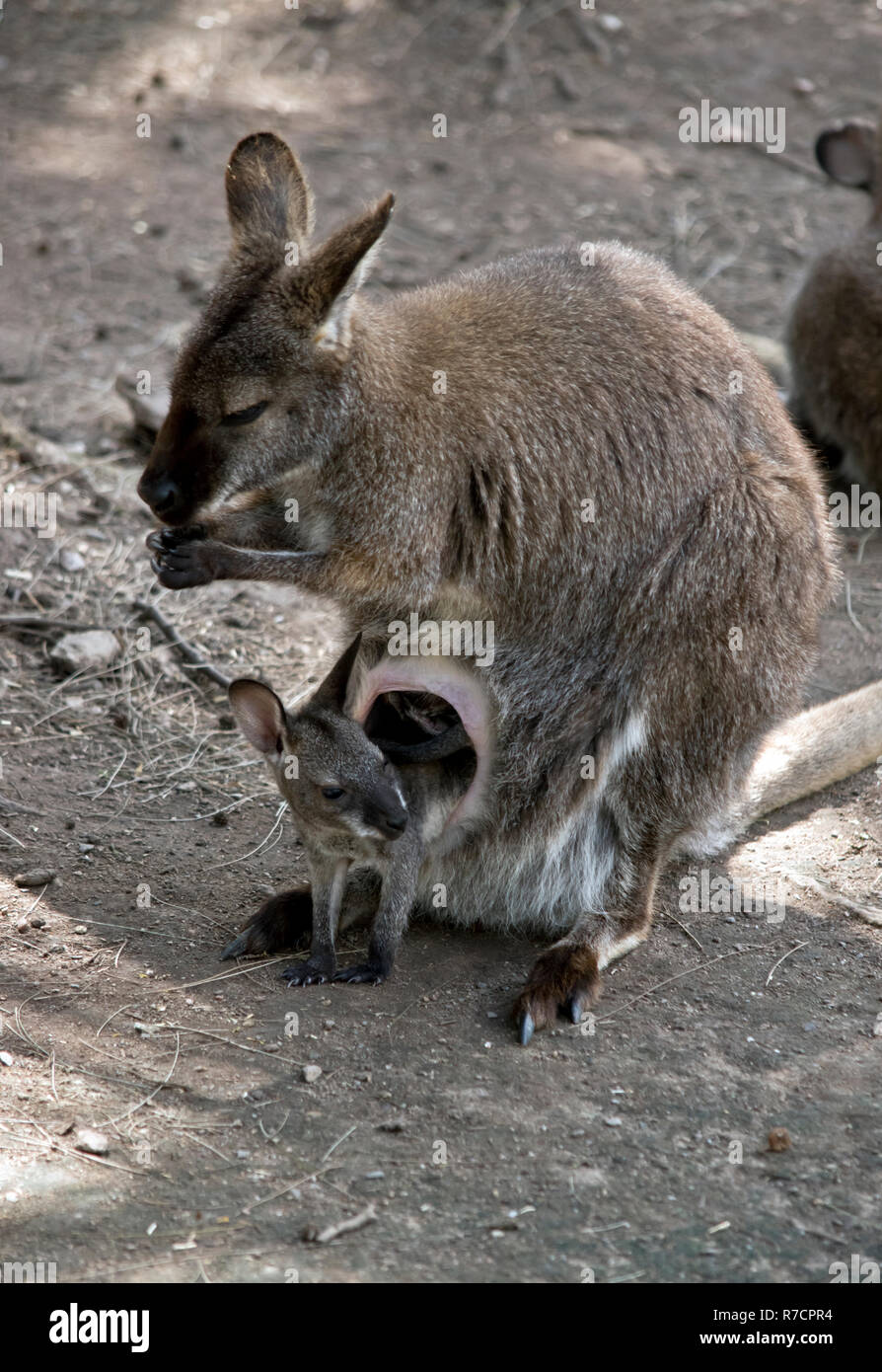 the red necked wallaby has her joey in the pouch Stock Photo - Alamy