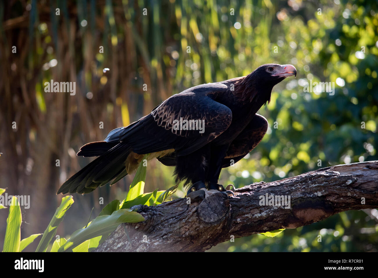 this is a side view of a wedge tailed eagle Stock Photo - Alamy