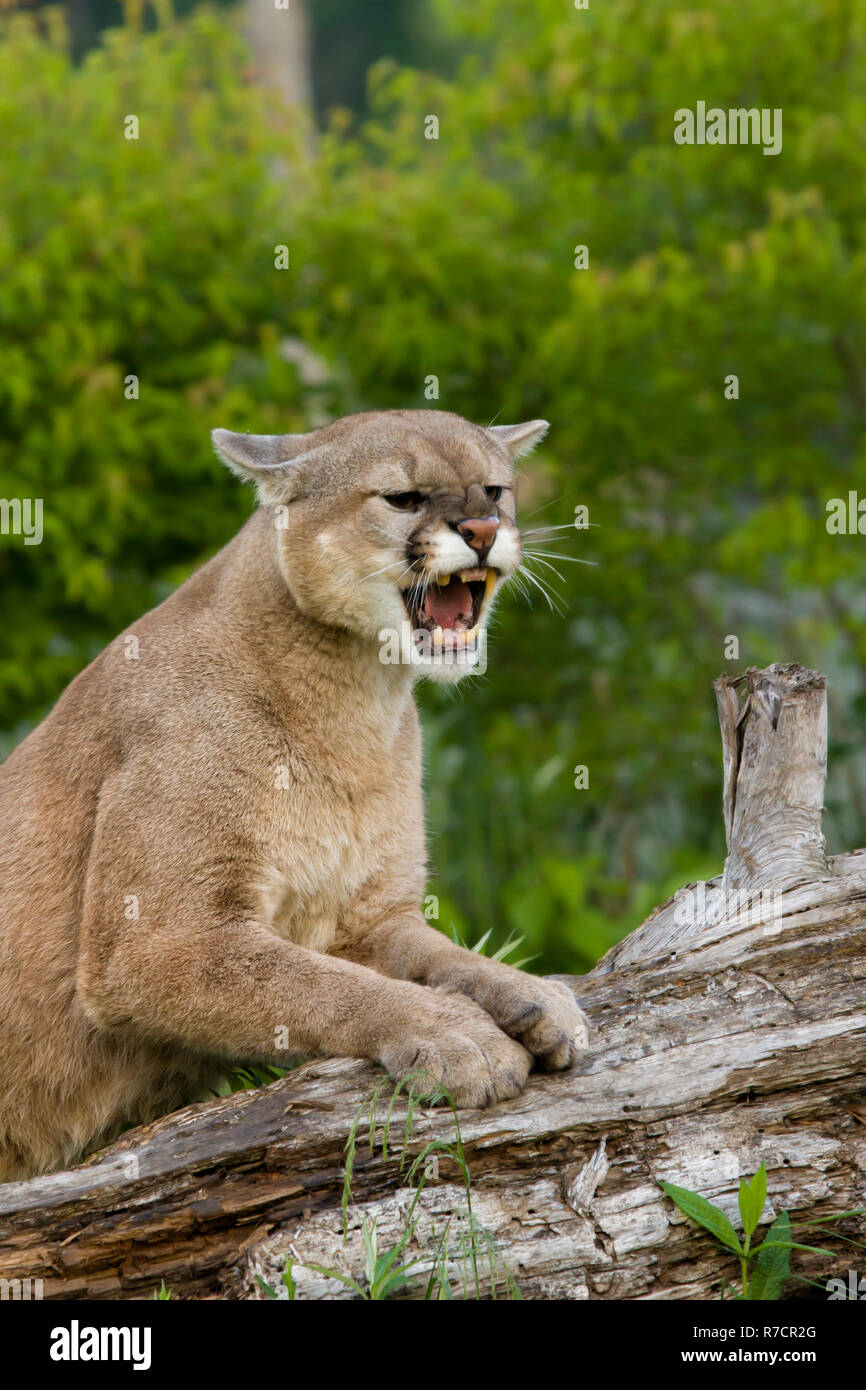 Angry mountain lion hi-res stock photography and images - Alamy