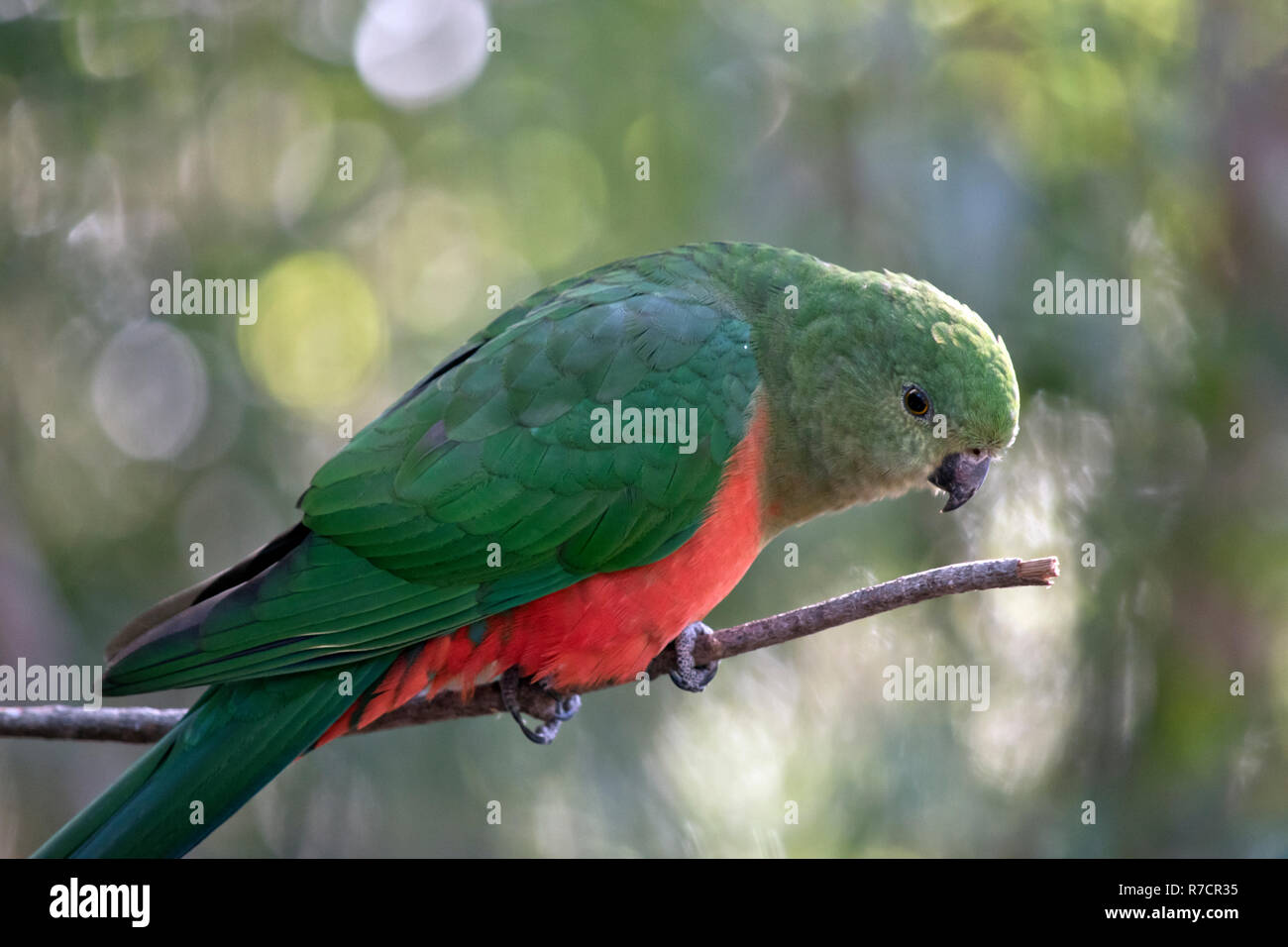 this is a side view of a Australian King Parrot Stock Photo - Alamy