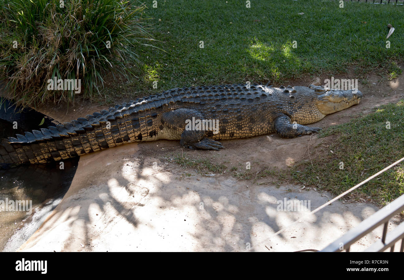 this is a side view of a salt water crocodile Stock Photo - Alamy