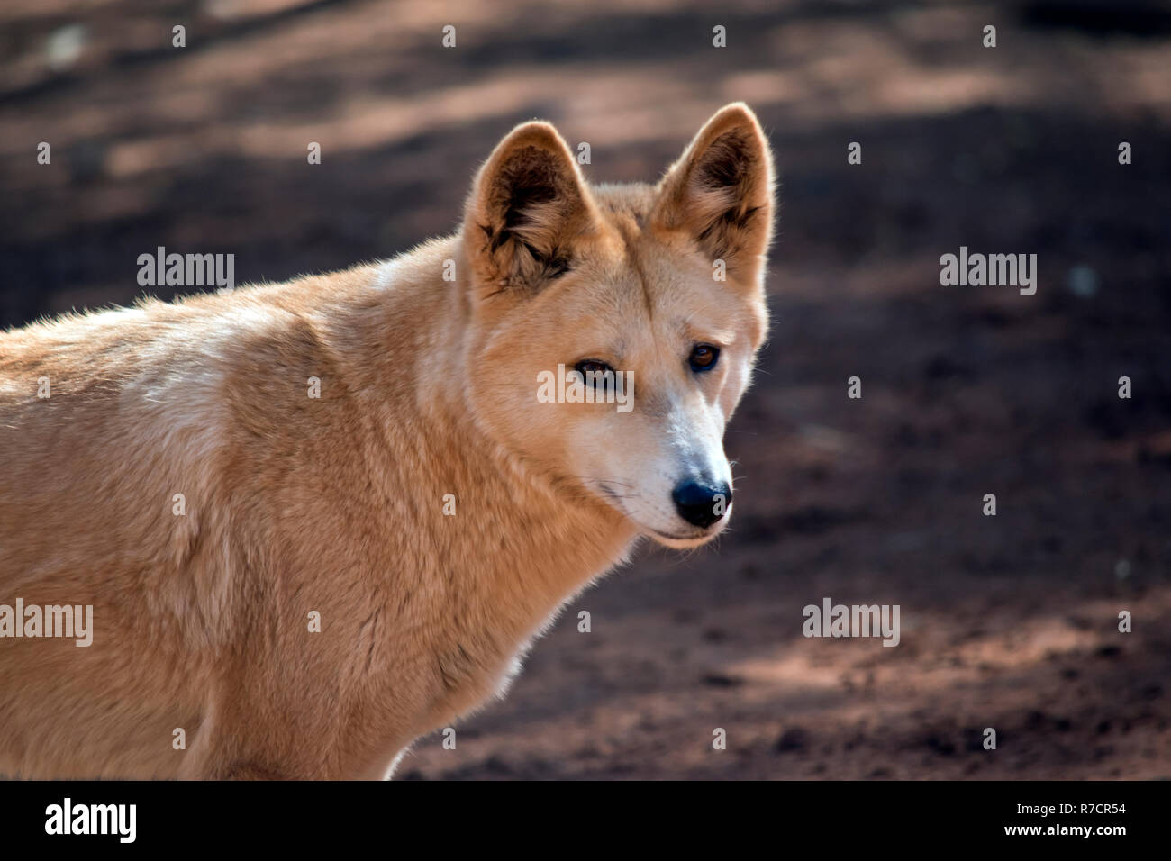 this is a close up of a golden dingo Stock Photo - Alamy