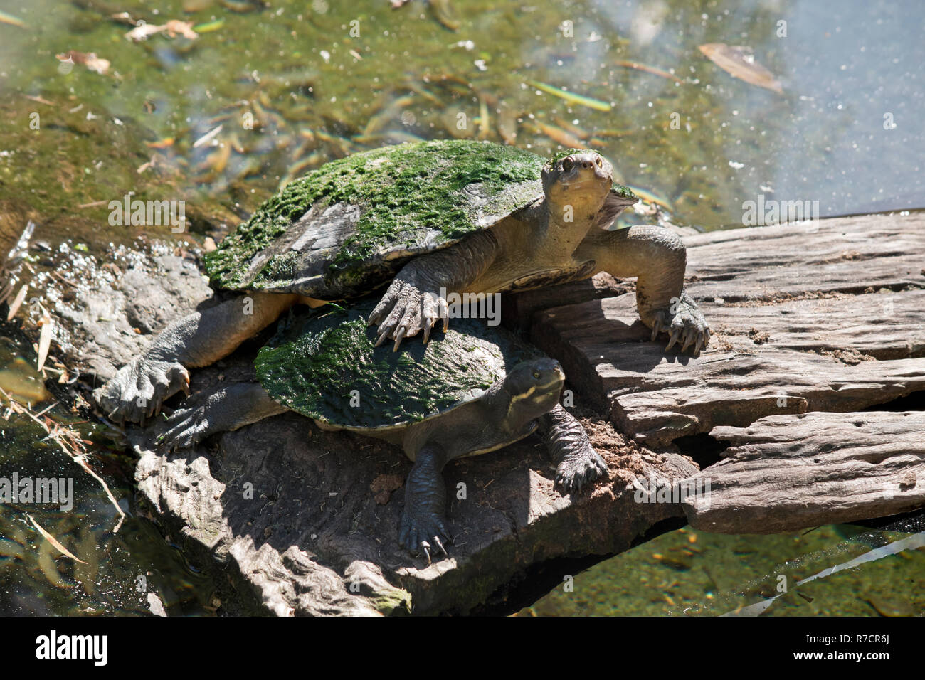 the two turtles are with moss on their backs are sharing a log Stock ...