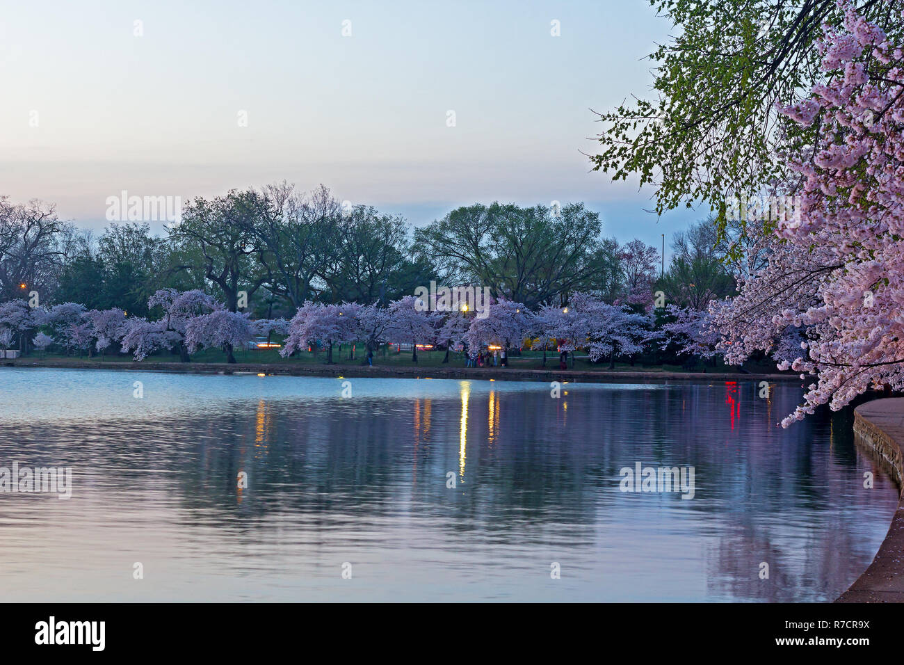 Tidal Basin with bloomimg cherry trees at dawn. Cherry trees ...