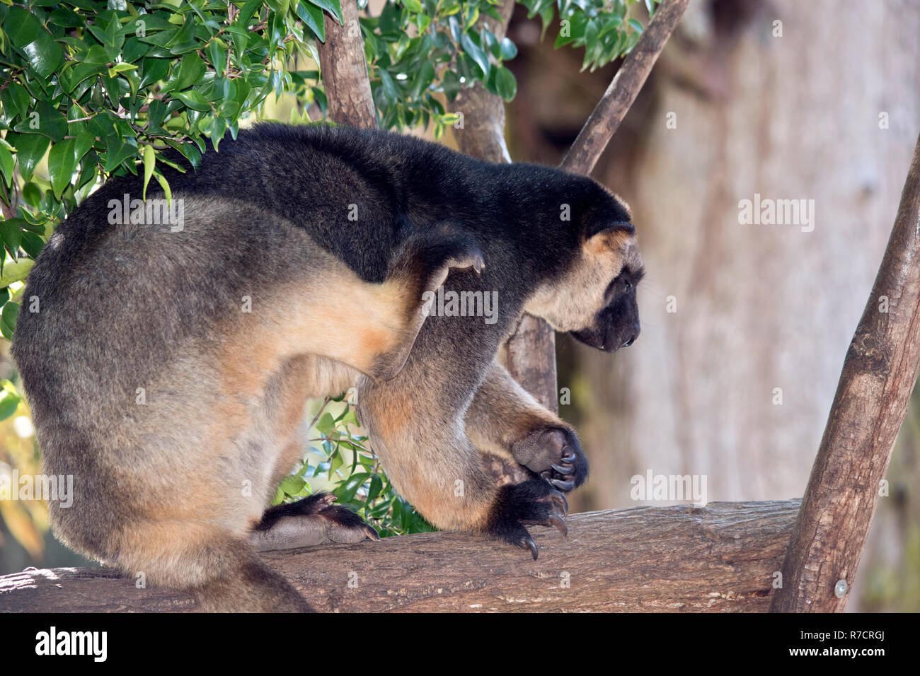 the Lumholtz's Tree kangaroo is using his back paw fior a scratch Stock ...